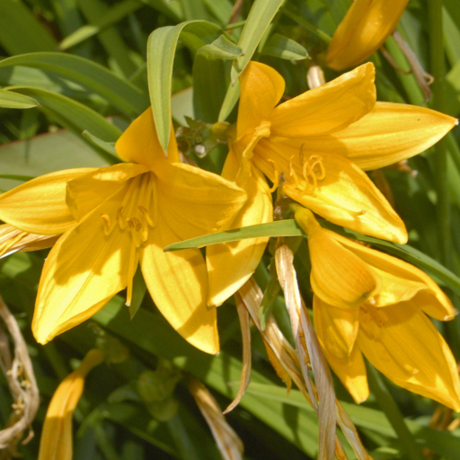 Citron Day-lily (Hemerocallis Citrina) Plant Care & How to Grow, Water