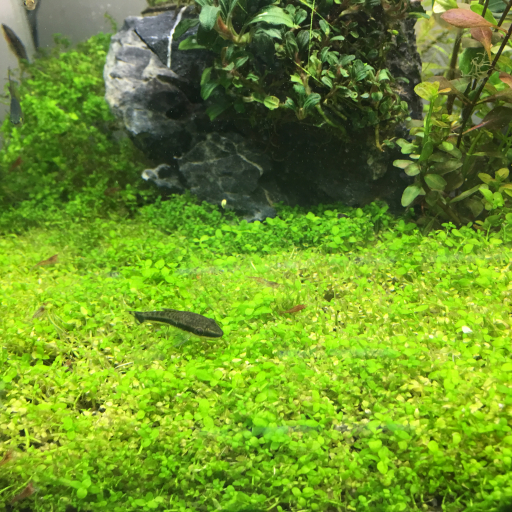 Hc Cuba (Hemianthus Callitrichoides) Plant Care & How to Grow, Water