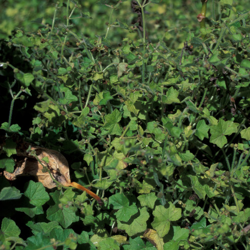 Purple Waffle (Hemigraphis Alternata) Plant Care & How to Grow, Water