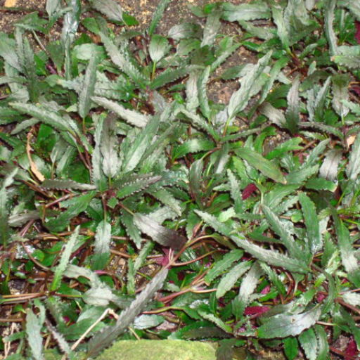 Dragon's Tongue (Hemigraphis Repanda) Plant Care & How to Grow, Water