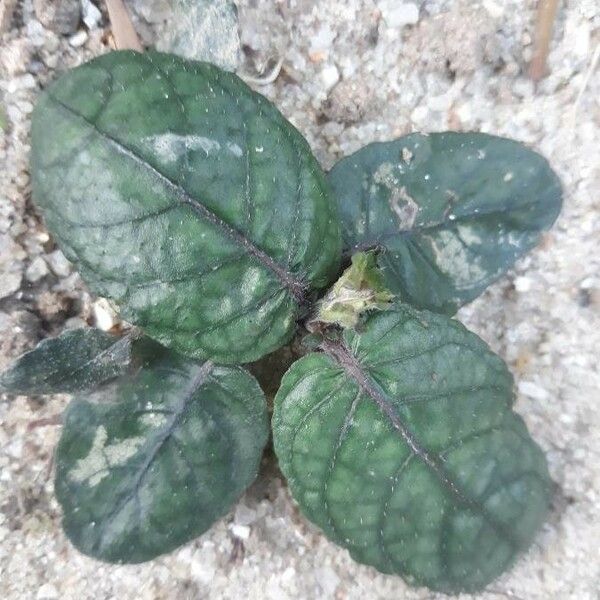 Hemigraphis Reptans Plant Care & How to Grow, Water