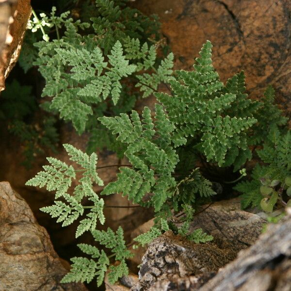 California Cloak-Fern (Hemionitis Fantastica) Plant Care & How to Grow ...