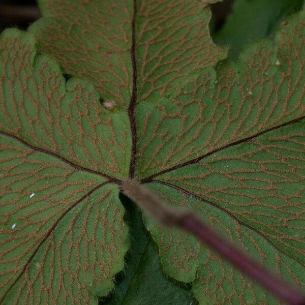 Starfern (Hemionitis Palmata) Plant Care & How to Grow, Water