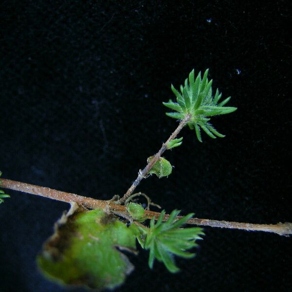 Nash Jhaar (Hemiphragma Heterophyllum) Plant Care & How to Grow, Water