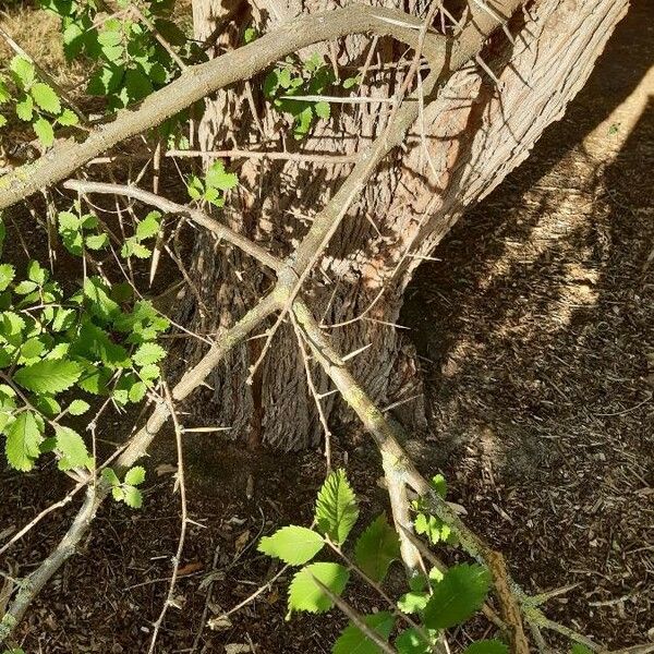 Hemiptelea (Hemiptelea Davidii) Plant Care & How to Grow, Water