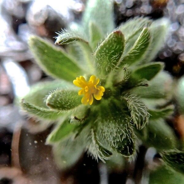 Opposite-Leaved Tarweed (Hemizonella Minima) Care Guide: Water, Soil ...