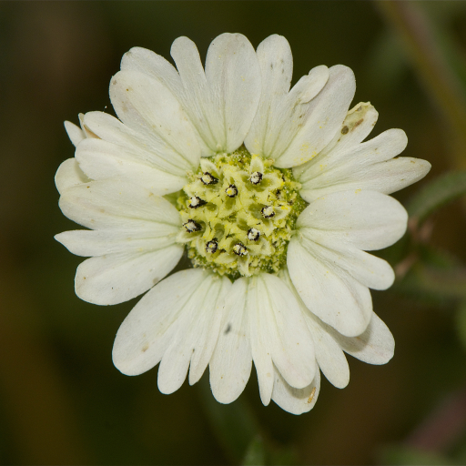 Hayfield Tarweed (Hemizonia Congesta) Care Guide: Water, Soil ...