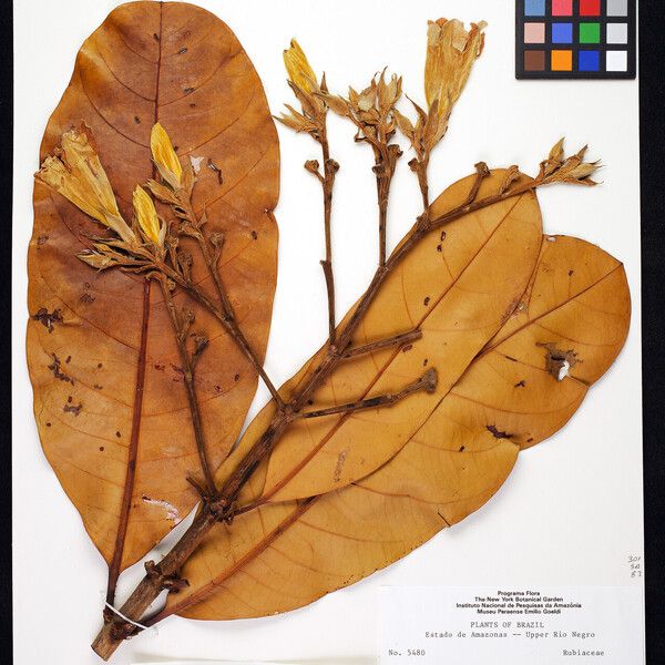 Henriquezia Nitida Plant Care & How to Grow, Water