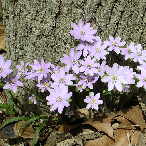 Sharp Lobed Hepatica Hepatica Acutiloba Plant Care And How To Grow Water