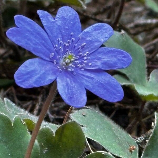 Hepatica Transsilvanica Plant Care & How to Grow, Water