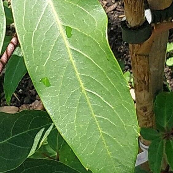 Heptapleurum Alpinum Plant Care & How to Grow, Water