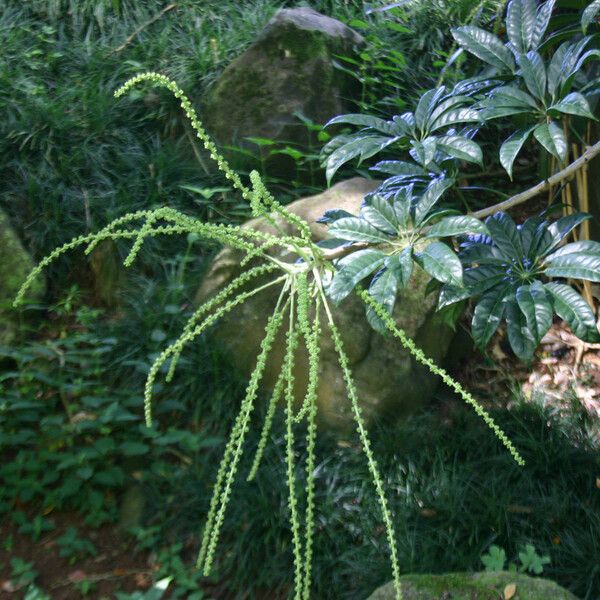 Heptapleurum Delavayi Plant Care & How to Grow, Water