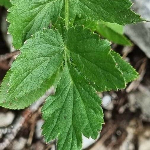 Austrian Hogweed (Heracleum Austriacum) Plant Care & How to Grow, Water