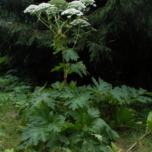 Giant Hogweed (Heracleum Mantegazzianum) Plant Care & How to Grow, Water