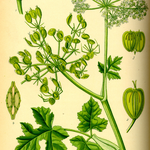 Persian Hogweed (Heracleum Persicum) Plant Care & How to Grow, Water
