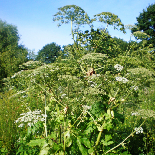 Sosnowsky's Hogweed (Heracleum Sosnowskyi) Plant Care & How to Grow, Water