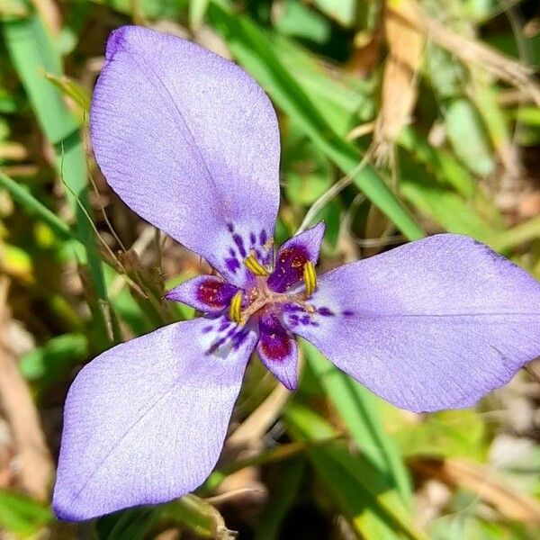 Prairienymph (Herbertia Lahue) Plant Care & How to Grow, Water