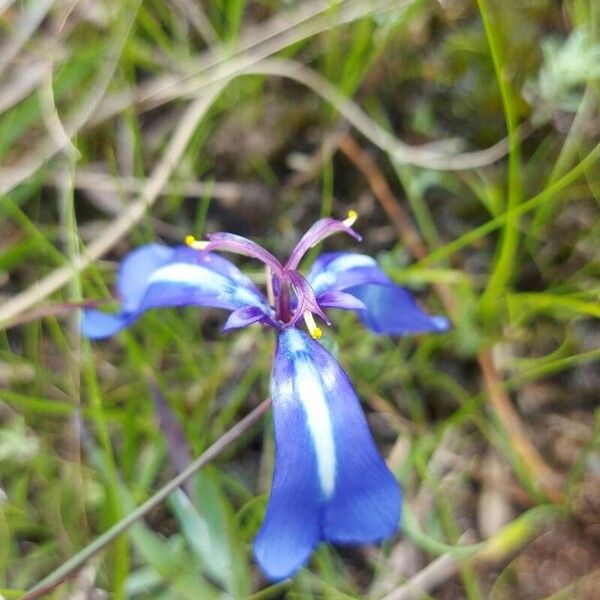 Herbertia Pulchella Care Guide: Water, Soil & Propagation - Plantiary