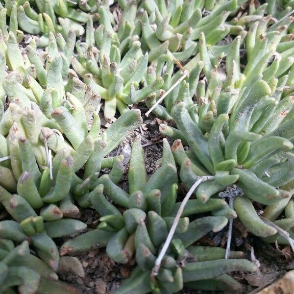 Hereroa Calycina Plant Care & How to Grow, Water