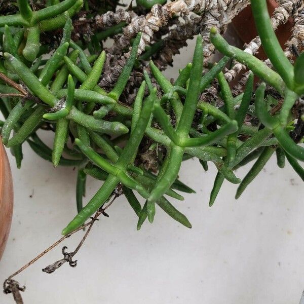 Hereroa Gracilis Care Guide: Water, Soil & Propagation - Plantiary