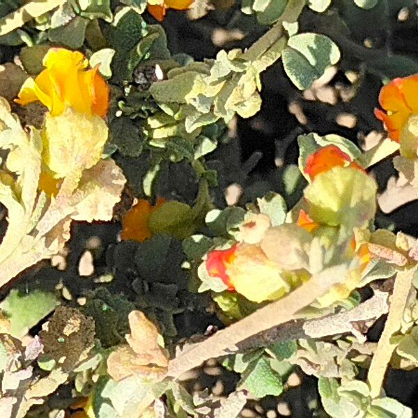 Wedge Dollsrose (Hermannia Cuneifolia) Care Guide: Water, Soil ...