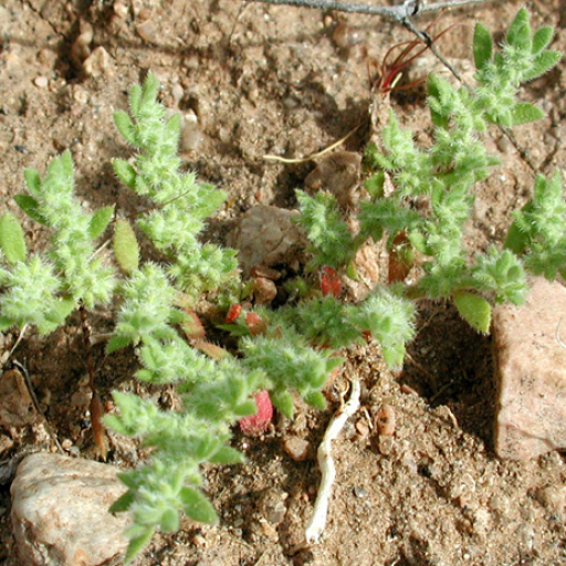 Hairy Rupturewort (Herniaria Cinerea) Plant Care & How to Grow, Water
