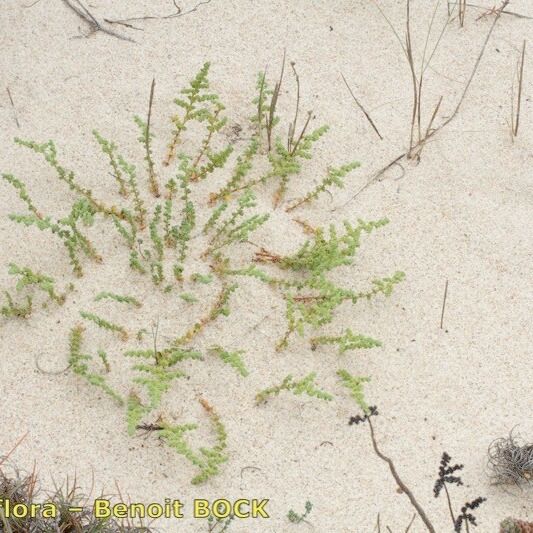 Herniaria Maritima Care Guide: Water, Soil & Propagation - Plantiary