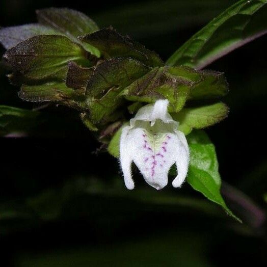 Herpetacanthus Panamensis Care Guide: Water, Soil & Propagation - Plantiary