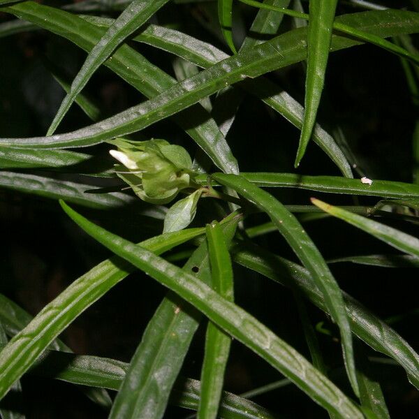 Herpetacanthus Stenophyllus Plant Care & How to Grow, Water