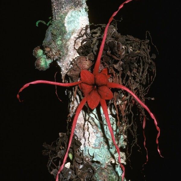 Herrania Nitida Plant Care & How to Grow, Water