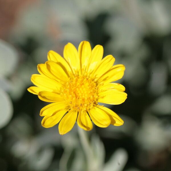 African Daisy (Hertia Cheirifolia) Plant Care & How to Grow, Water