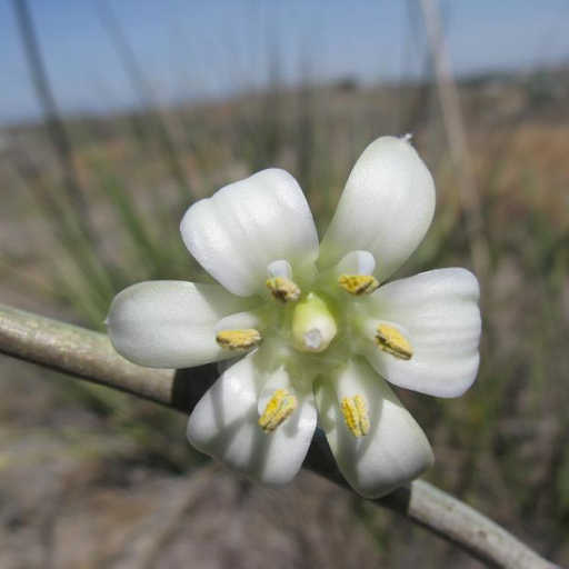 New Mexico False Yucca (Hesperaloe Funifera) Plant Care & How to Grow ...