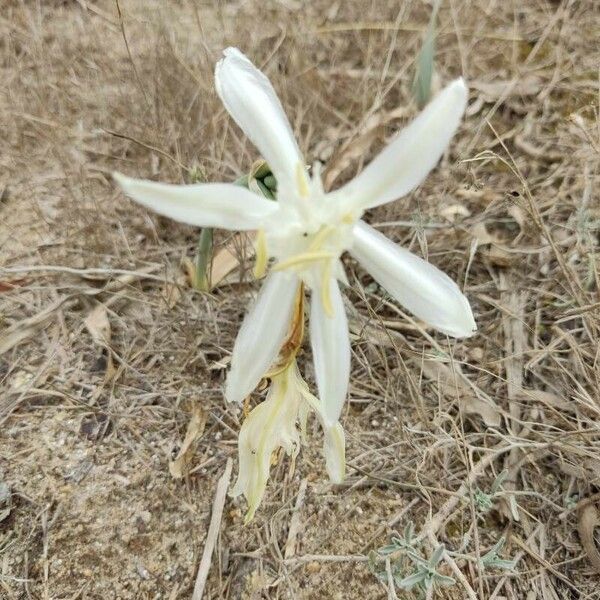 Desert Ajo Lily (Hesperocallis Undulata) Plant Care & How to Grow, Water