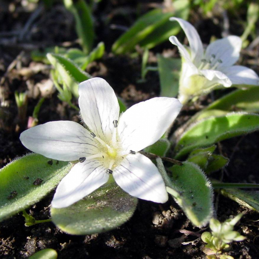 Meadow Stars (Hesperochiron Californicus) Plant Care & How to Grow, Water