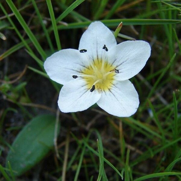Dwarf Monkey-Fiddle (Hesperochiron Pumilus) Plant Care & How to Grow, Water