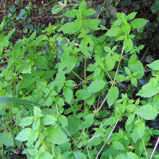 Western Nettle (Hesperocnide Tenella) Plant Care & How to Grow, Water
