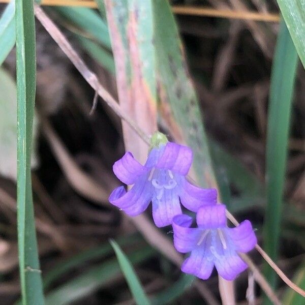 Ivy-Leaved Bellflower (Hesperocodon Hederaceus) Plant Care & How to ...