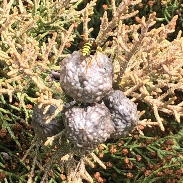 Modoc Cypress (Hesperocyparis Bakeri) Plant Care & How to Grow, Water