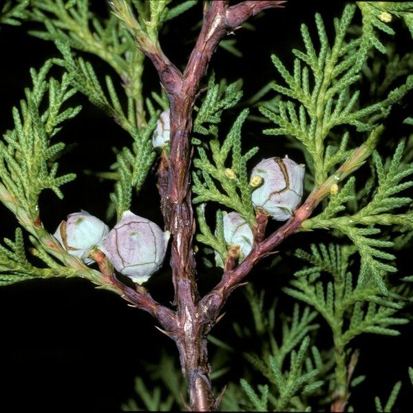 Cypress (Hesperocyparis Lusitanica) Plant Care & How to Grow, Water