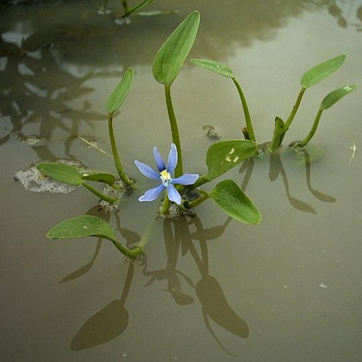 Kelat Oil (Syzygium Myrtifolium) Plant Care & How to Grow, Water