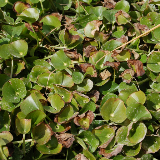 Mud ain (Heteranthera Reniformis) Plant Care & How to Grow, Water