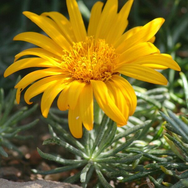 Common Rockdaisy (Heterolepis Aliena) Plant Care & How to Grow, Water