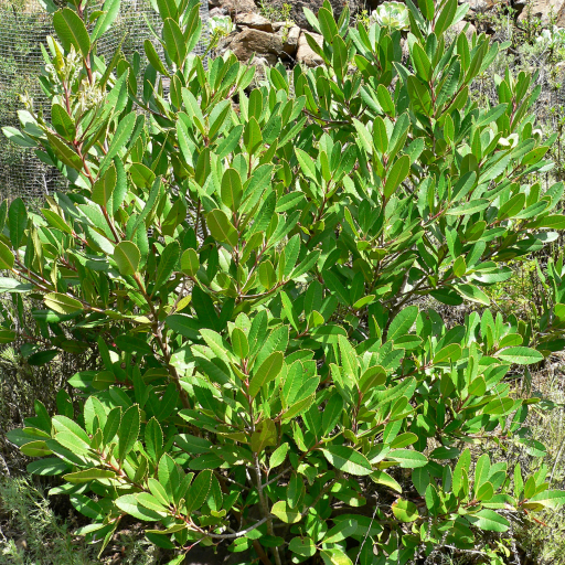 Toyon (Heteromeles Arbutifolia) Plant Care & How to Grow, Water