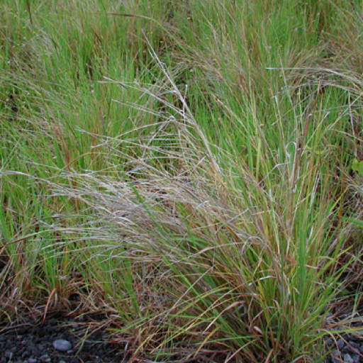 Black Speargrass (Heteropogon Contortus) Care Guide: Water, Soil ...