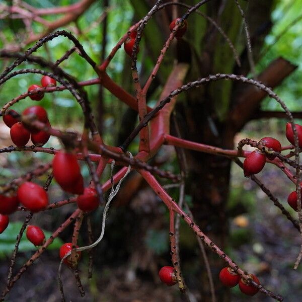 Heterospathe Longipes Plant Care & How to Grow, Water