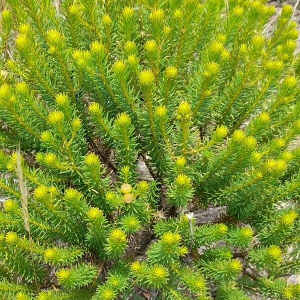 Heterothalamus Alienus Plant Care & How to Grow, Water