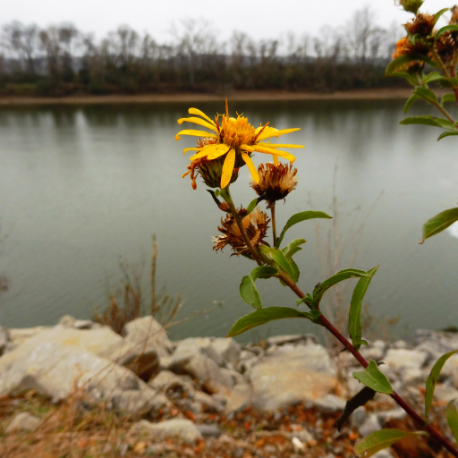 Prairie Golden-Aster (Heterotheca Camporum) Care Guide: Water, Soil ...