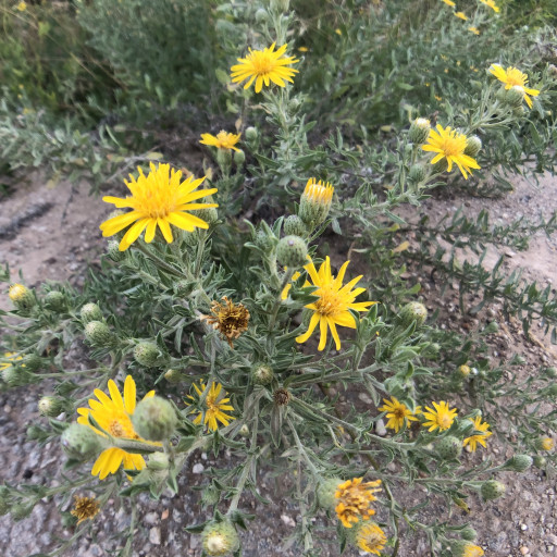 Hoary Golden-Aster (Heterotheca Canescens) Plant Care & How to Grow, Water
