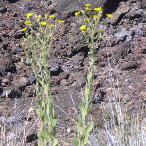 Telegraphweed (Heterotheca Grandiflora) Plant Care & How to Grow, Water