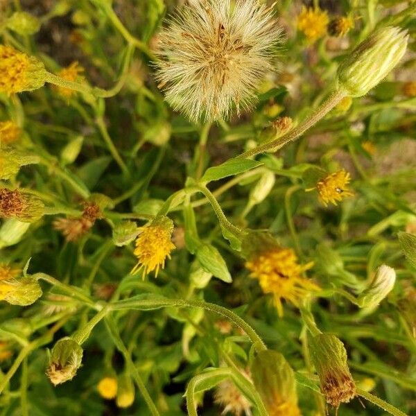 Oregon False Goldenaster (Heterotheca Oregona) Plant Care & How to Grow ...